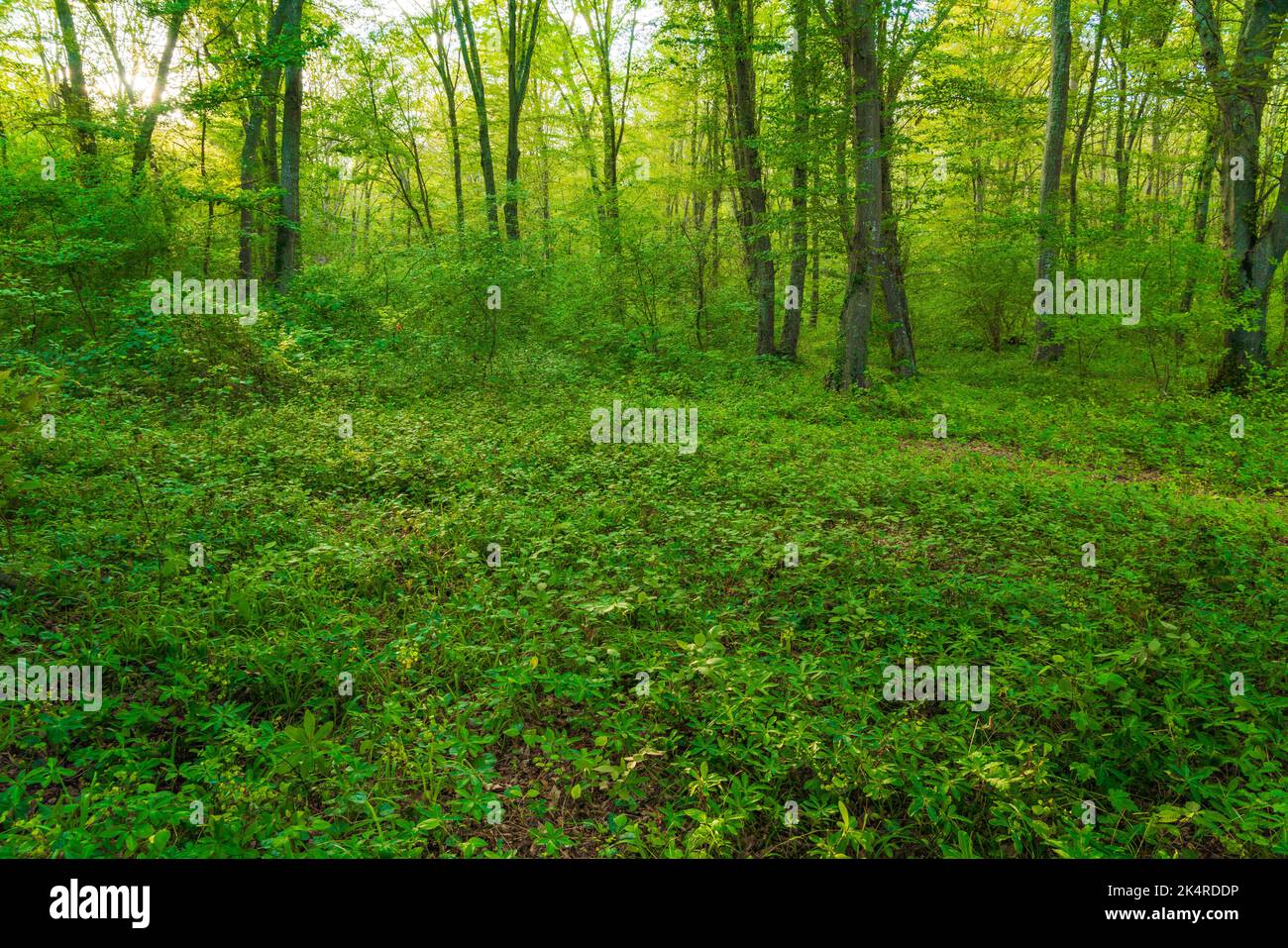 Beautiful green summer forest scenery Stock Photo - Alamy