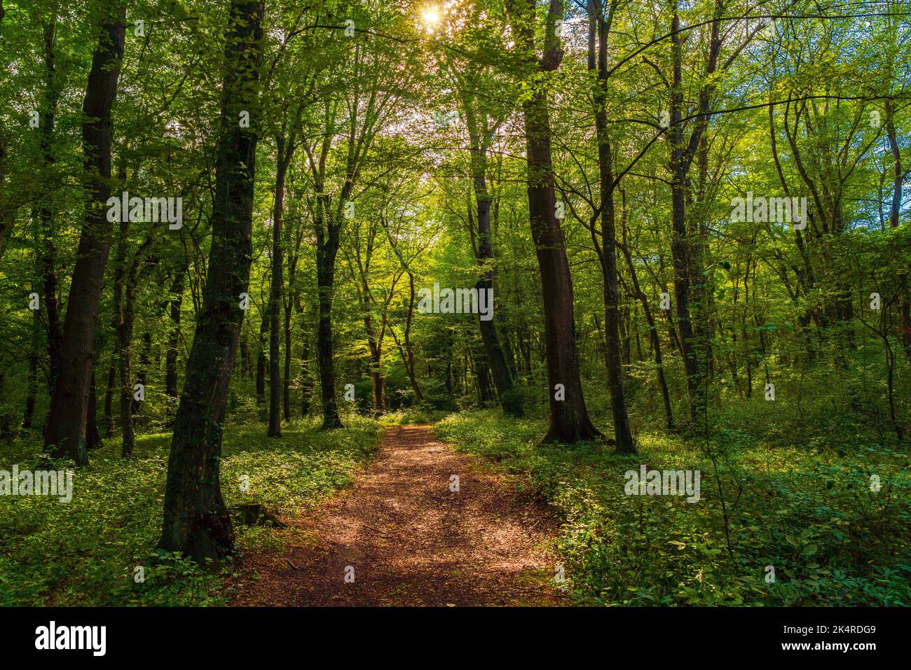 Trail in the green dense summer forest Stock Photo - Alamy