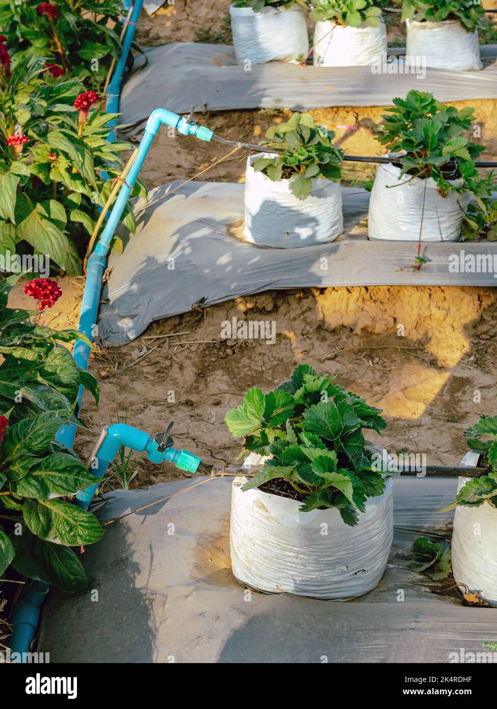 Valves drip irrigation system in organic strawberry farm. Watering ...