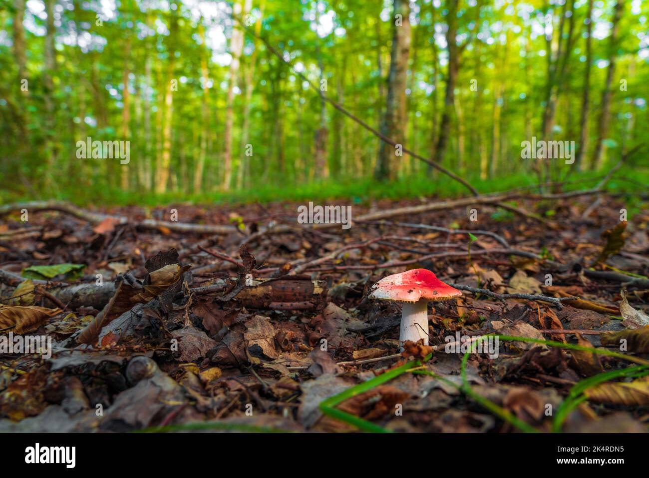 Grass green russula in natural hi-res stock photography and images - Alamy