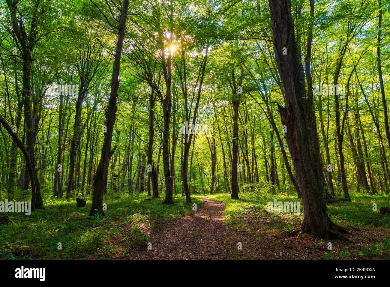 Sunbeam path hi-res stock photography and images - Alamy