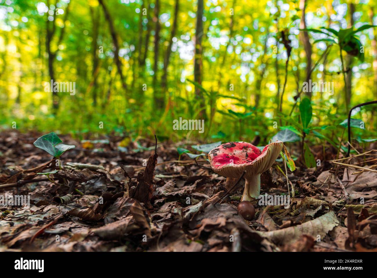 Grass green russula in natural hi-res stock photography and images - Alamy