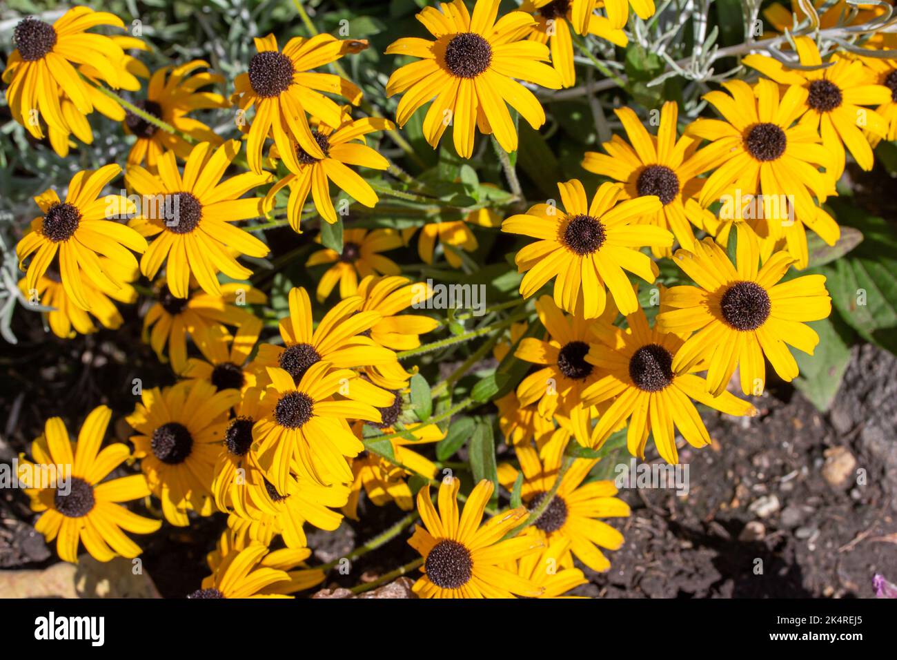 Full frame abstract texture background of yellow black-eyed susan ...