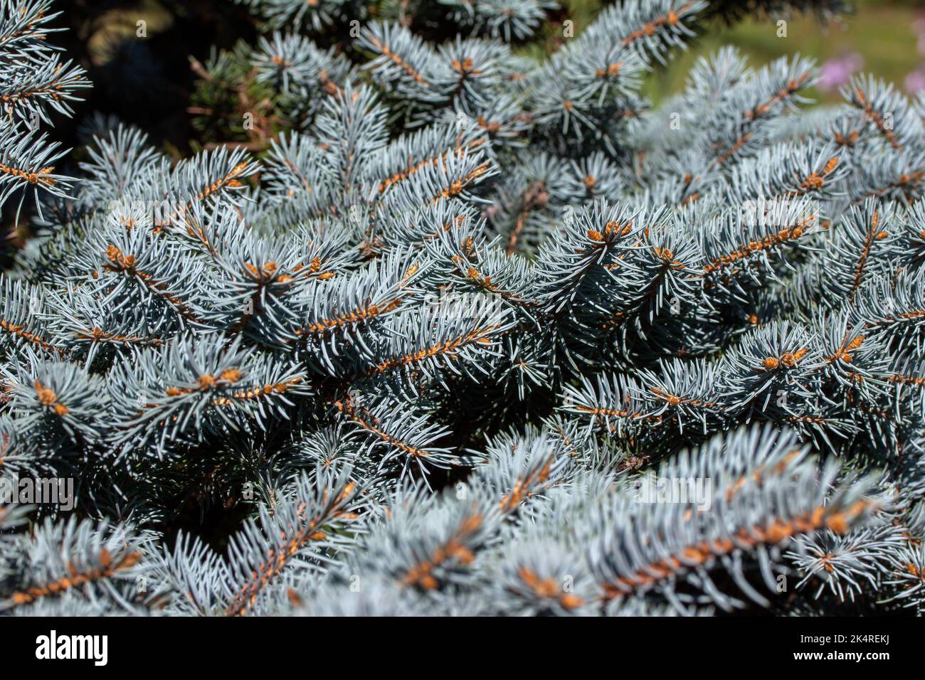 Full frame abstract texture background of blue color spruce tree ...