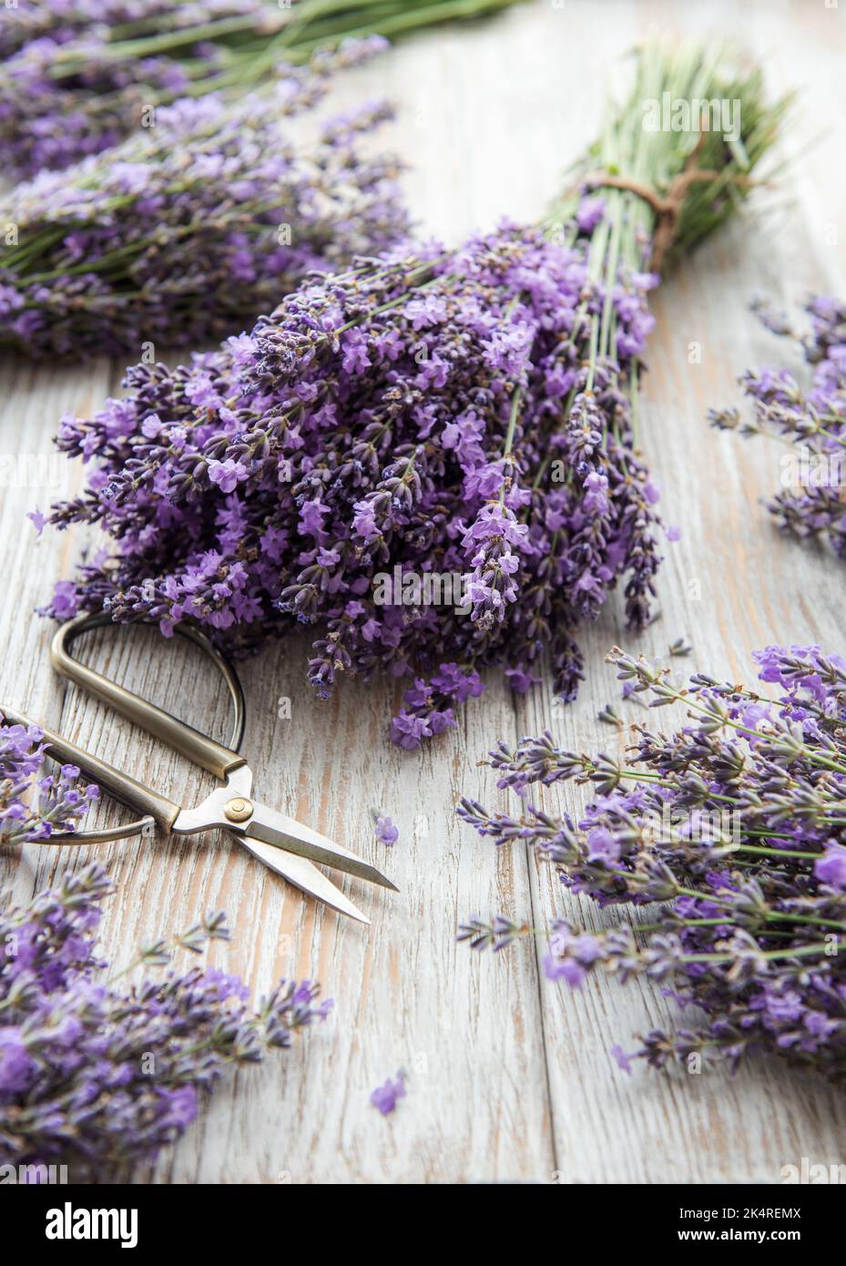 Seasonal pruning of lavender. A bunch of cut lavender and scissors ...