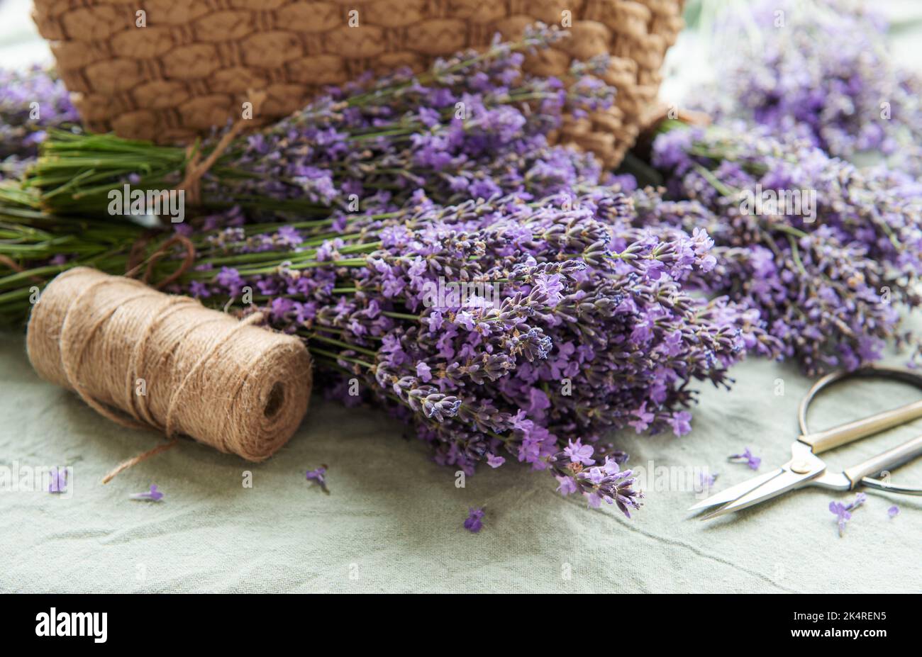 Seasonal pruning of lavender. A bunch of cut lavender and scissors ...