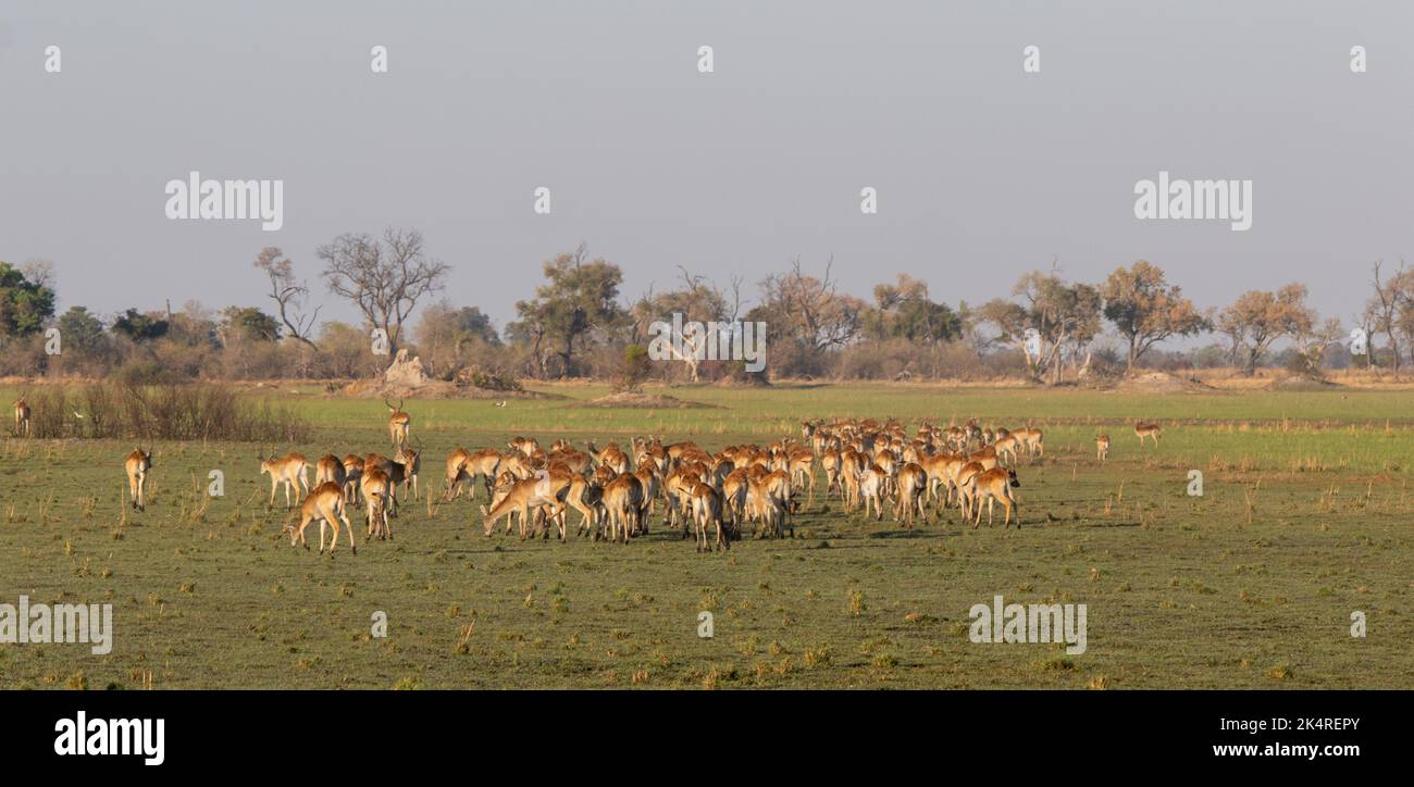 Wetland dweller africa hi-res stock photography and images - Alamy