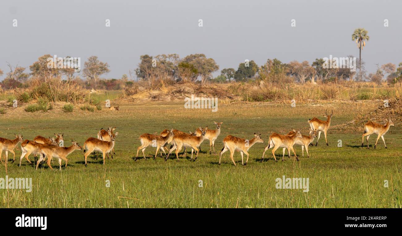 Wetland dweller africa hi-res stock photography and images - Alamy