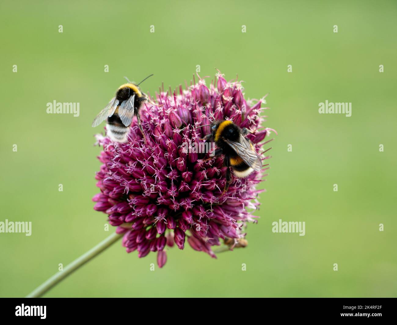 Two buff-tailed bumblebees collecting nectar from a round-headed leek ...