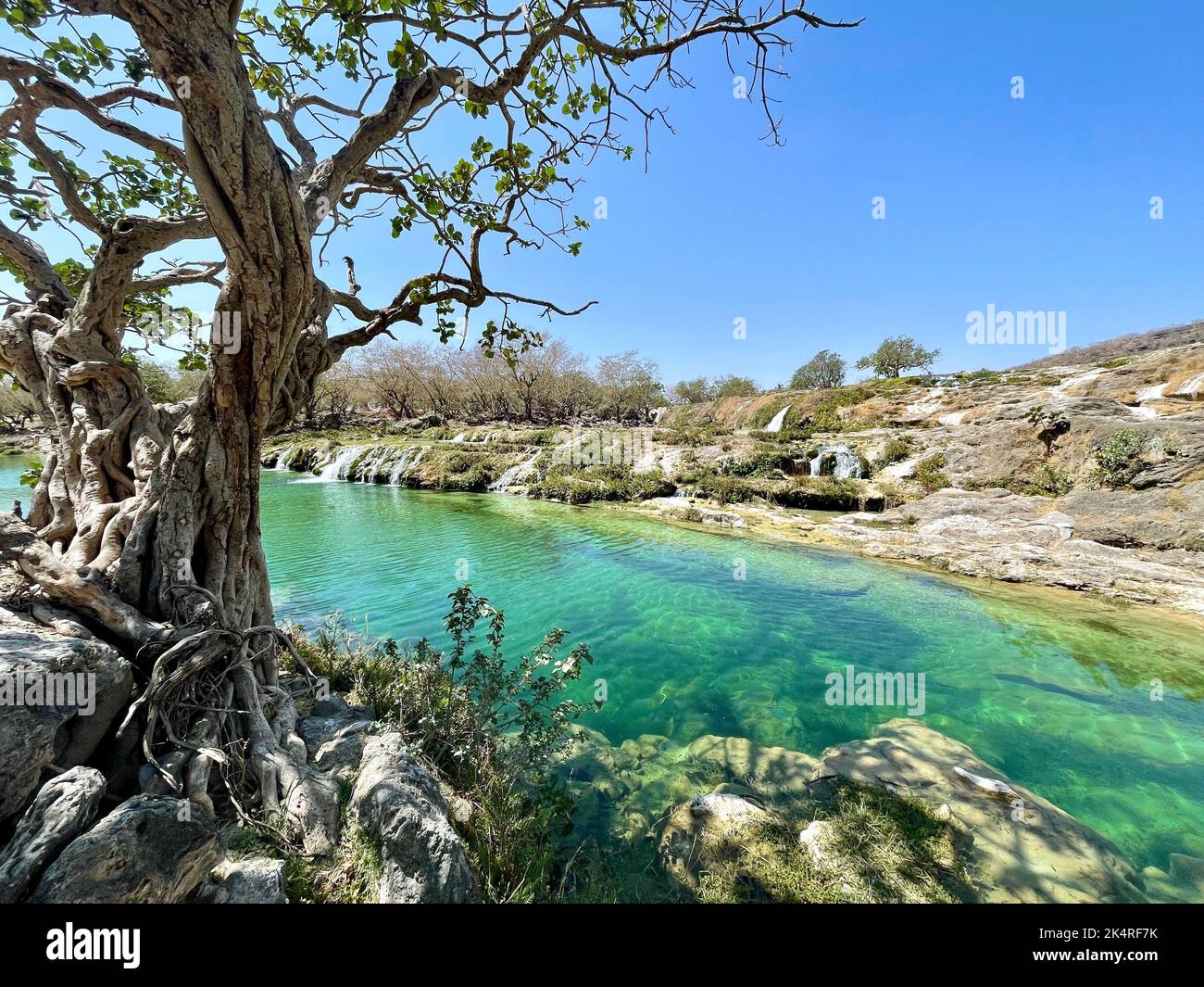 A big tree growing on the lake shore in Wadi Darbat, Salalah, Oman ...