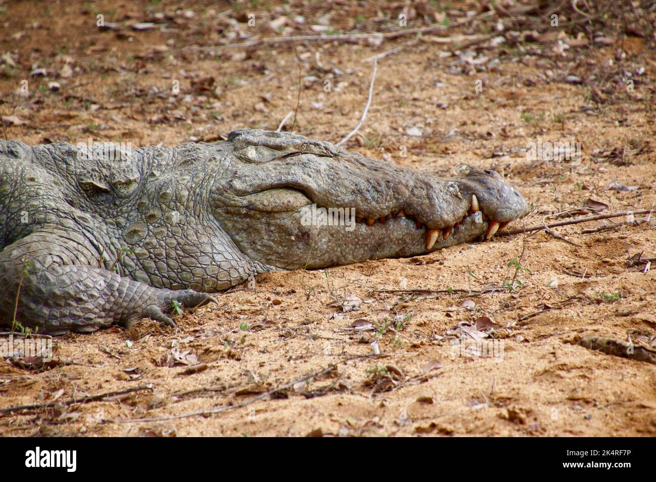 A large American crocodile sleeping on the sandy ground Stock Photo - Alamy