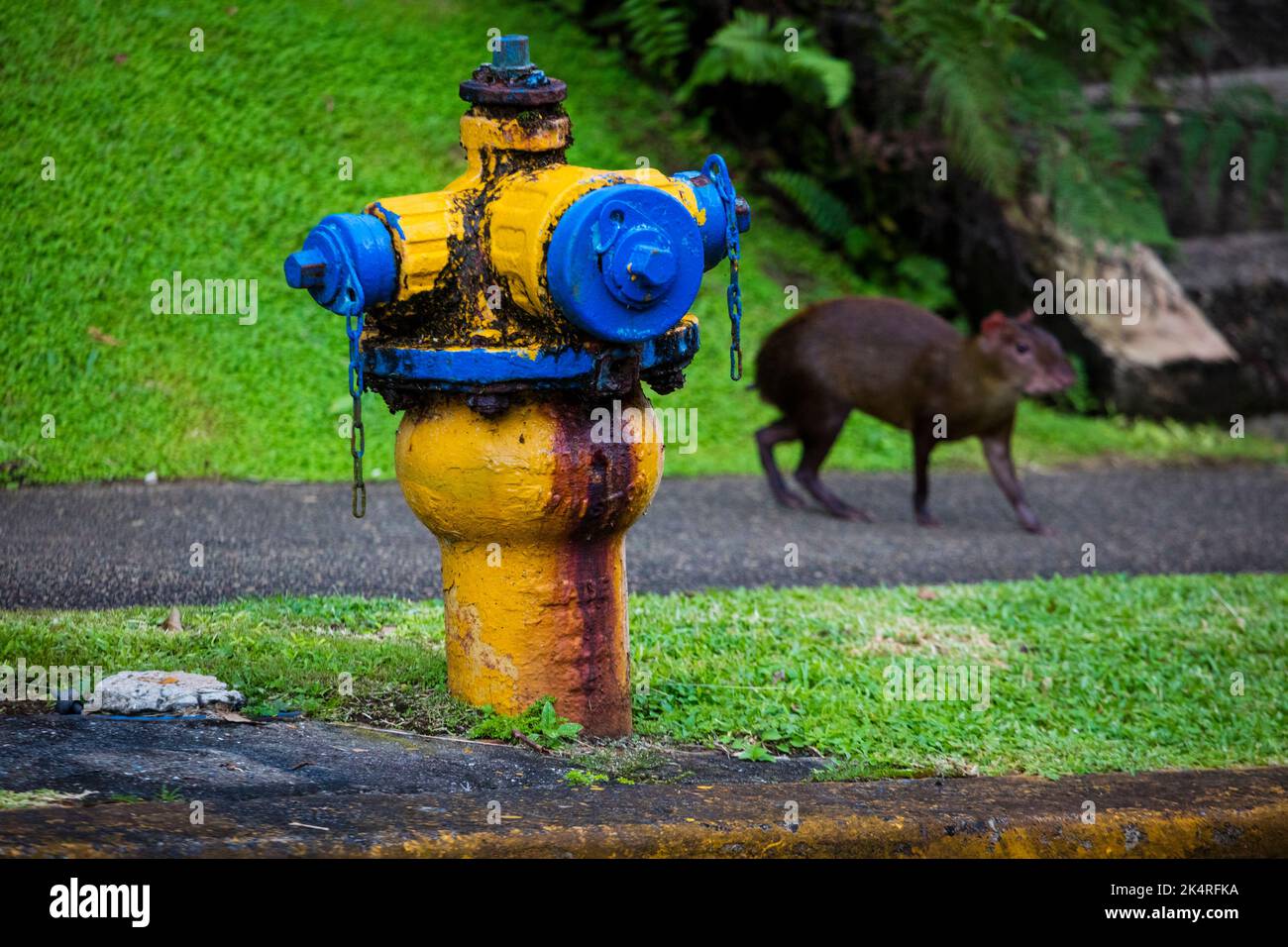 Fire hydrant in the town of Gamboa, Colon province, Republic of Panama ...