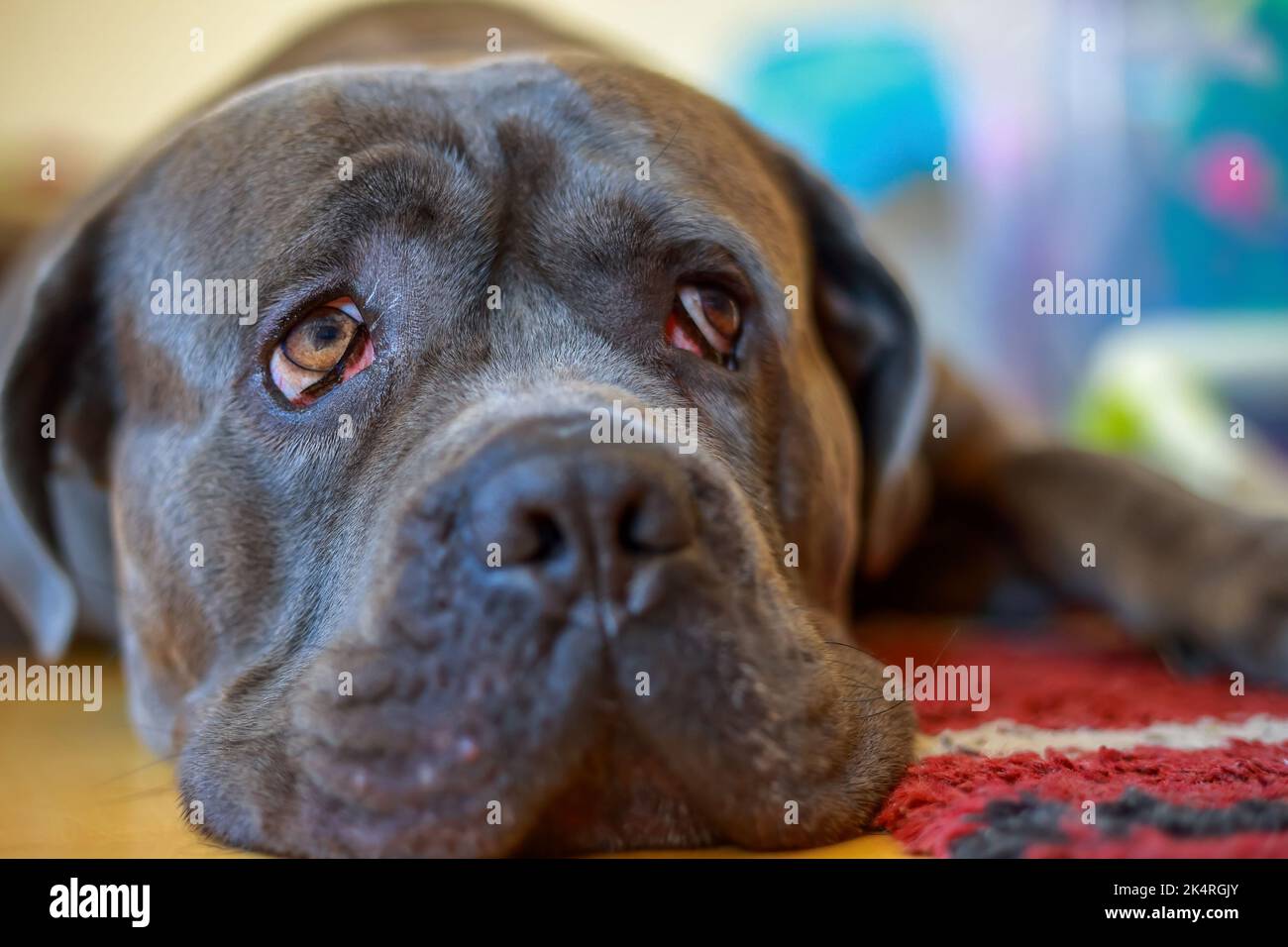 Portrait of a cane corso dog lying on the carpet in the house Stock ...