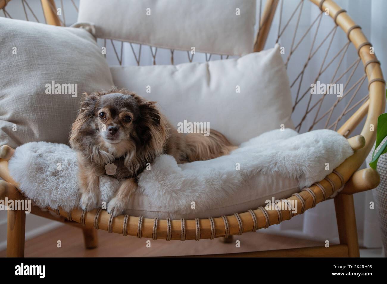 Chihuahua on chair hi-res stock photography and images - Alamy