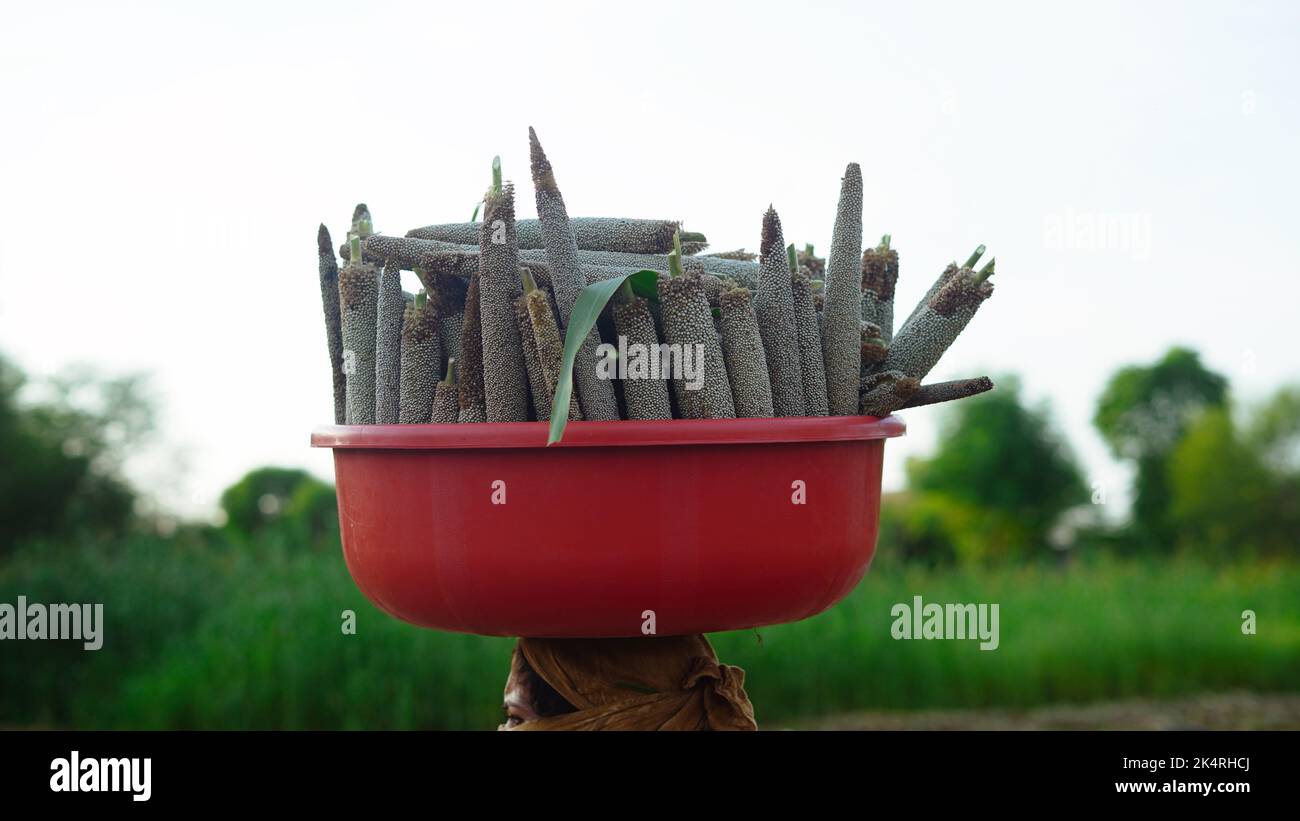 Woman work in bajra or pearl millet field. Indian woman carrying some ...