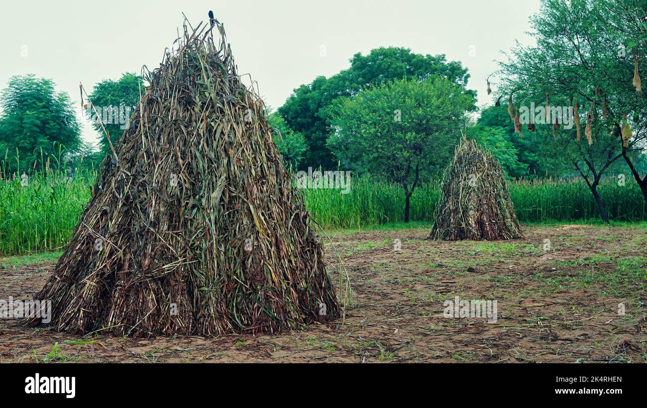 Hay pile isolated on an agriculture farm and farming symbol of harvest ...