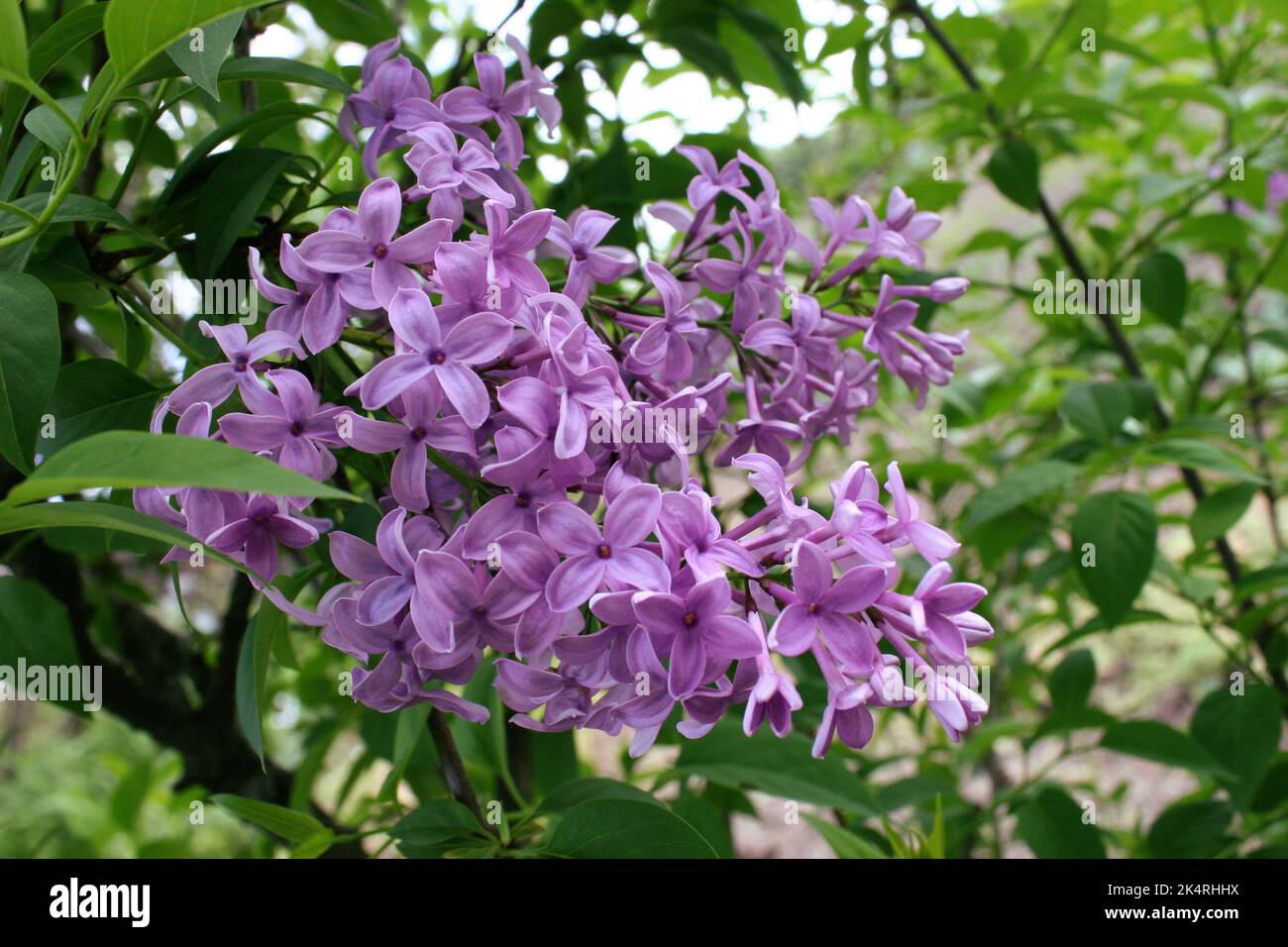 Syringa persica persian lilac hi-res stock photography and images - Alamy