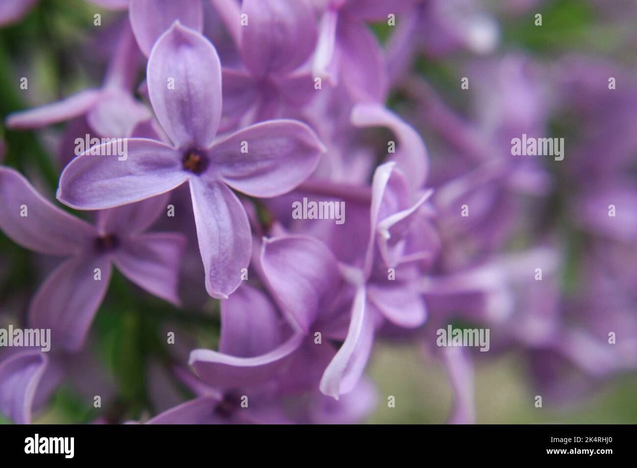 Syringa persica persian lilac hi-res stock photography and images - Alamy