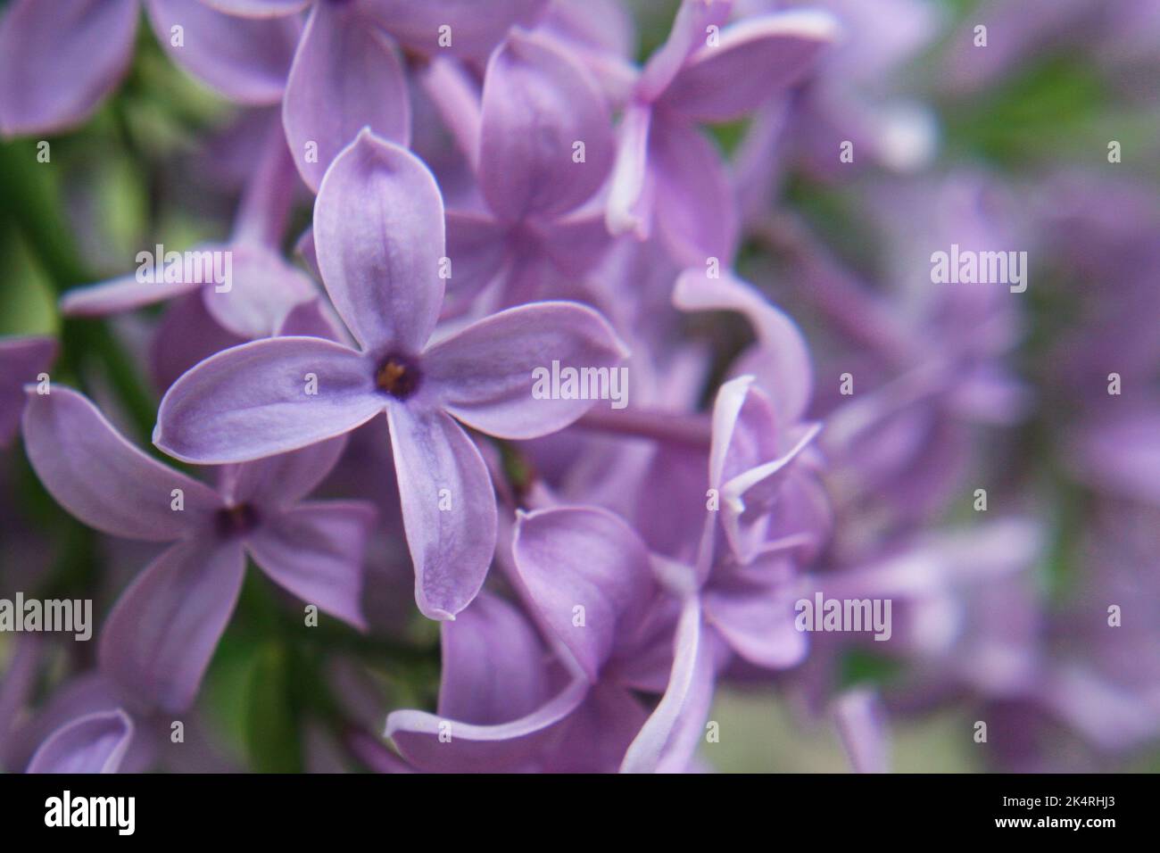 Persian lilac (Syringa persica) lilac flowers close up Stock Photo - Alamy