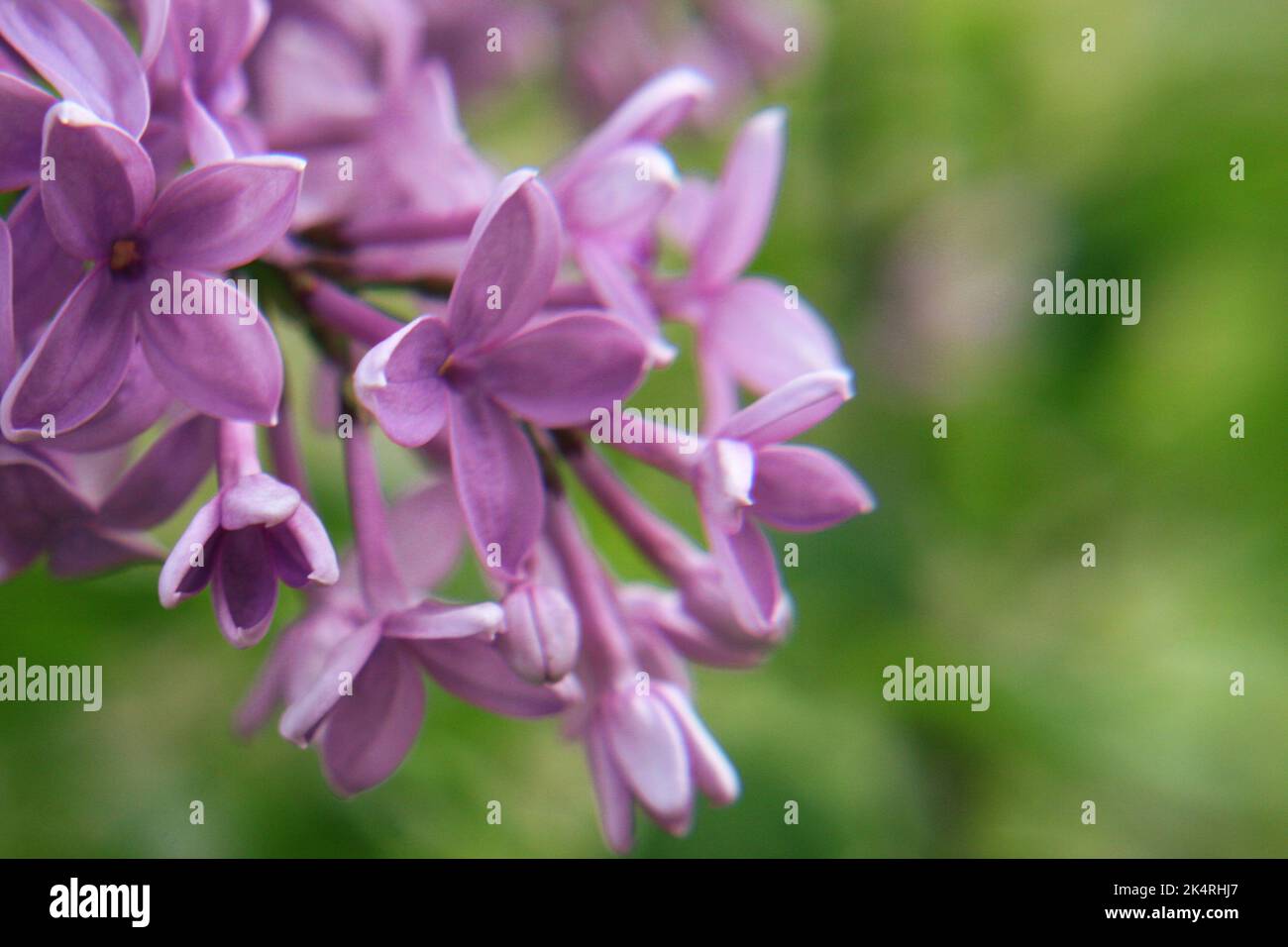 Persian lilac (Syringa persica) lilac flowers close up Stock Photo - Alamy