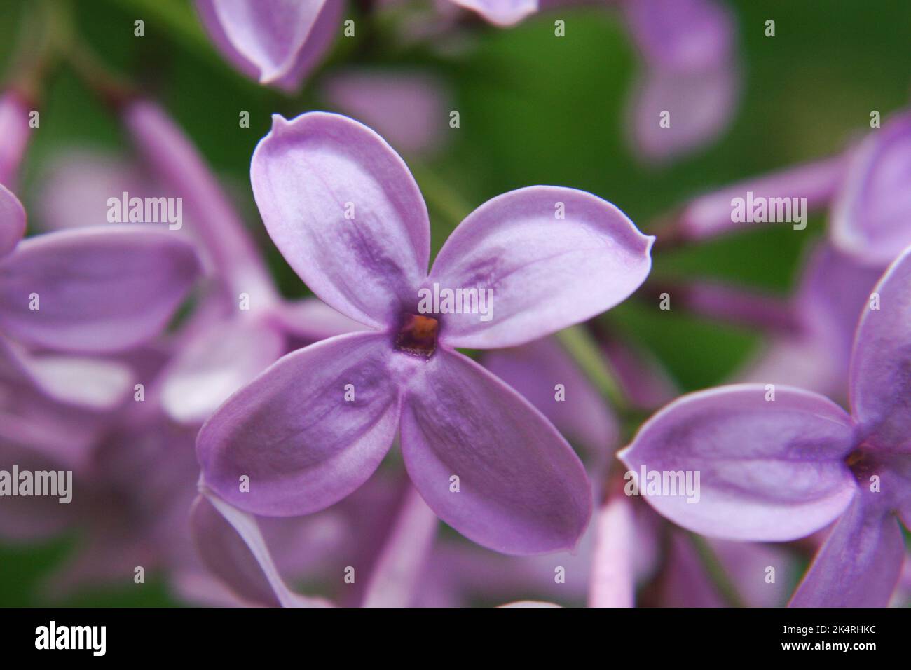 Persian lilac (Syringa persica) lilac flowers close up Stock Photo - Alamy