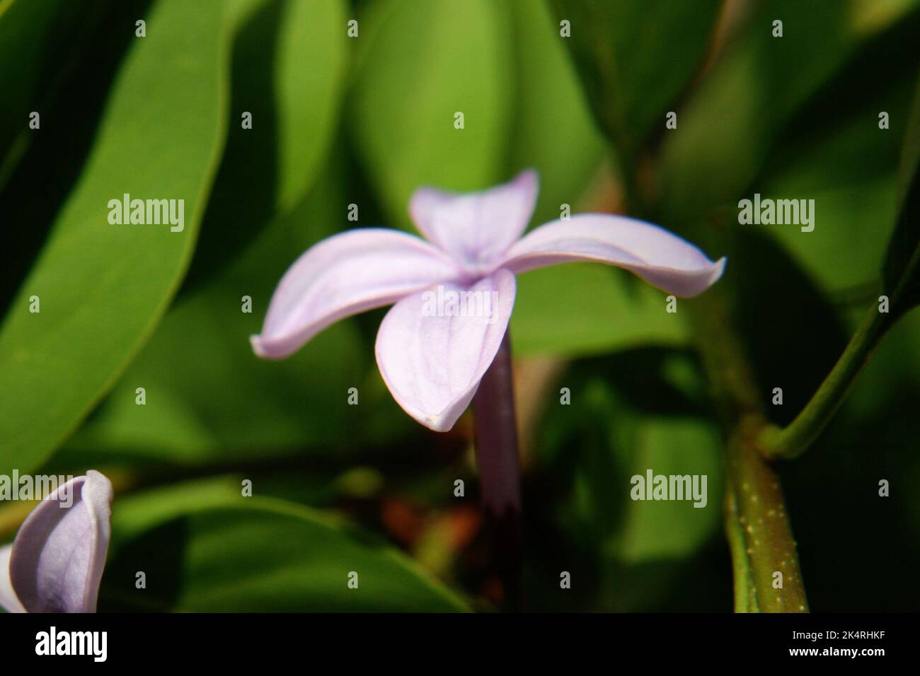Persian lilac (Syringa persica) lilac flowers close up Stock Photo - Alamy