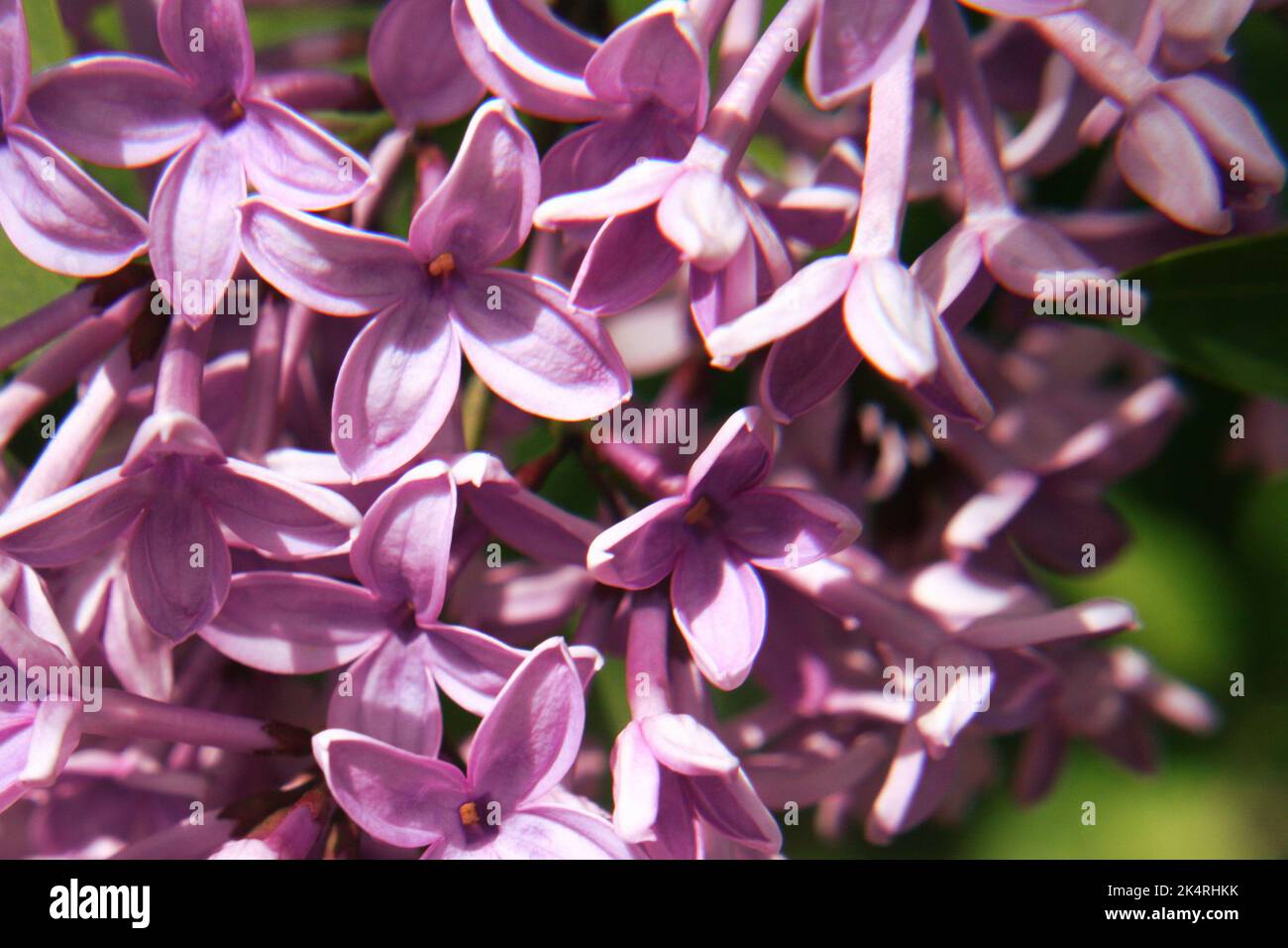 Persian lilac (Syringa persica) lilac flowers close up Stock Photo - Alamy
