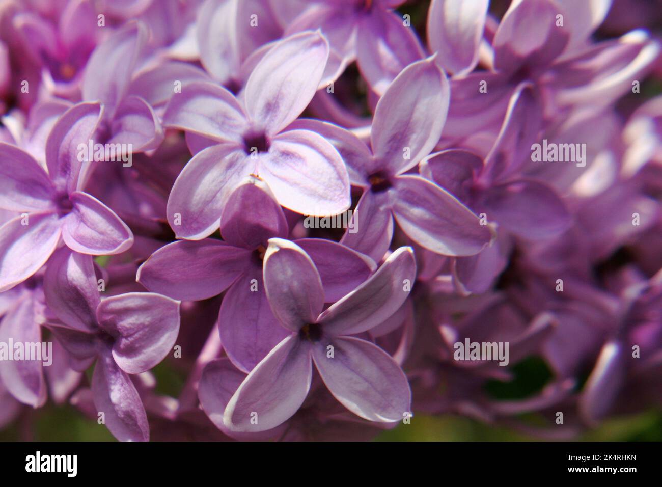 Persian lilac (Syringa persica) lilac flowers close up Stock Photo - Alamy