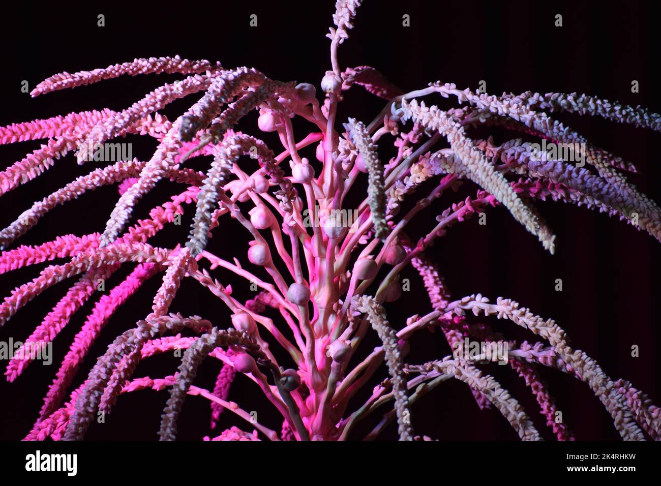 Coconut tree bloom hi-res stock photography and images - Alamy