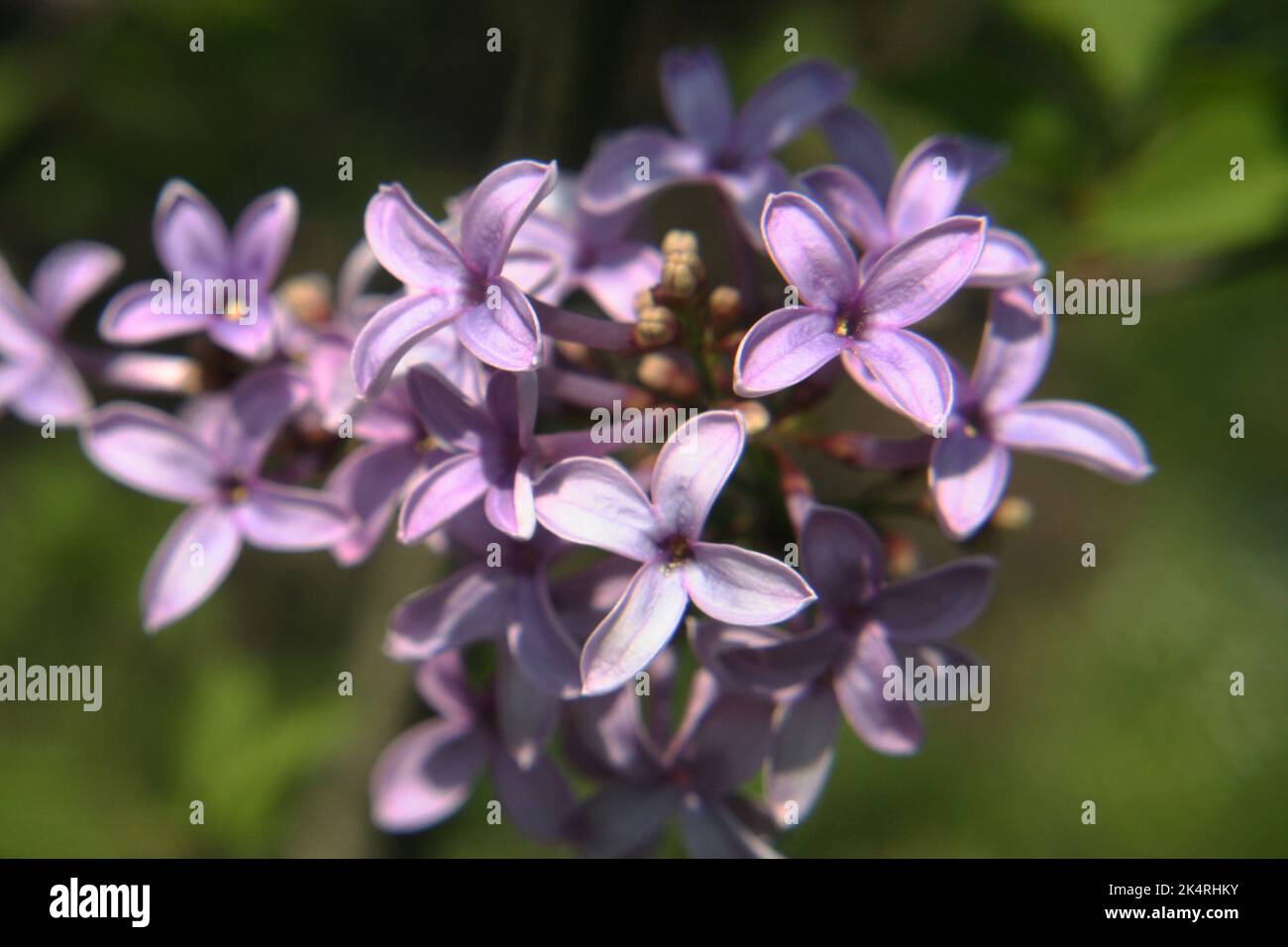 Syringa persica persian lilac hi-res stock photography and images - Alamy