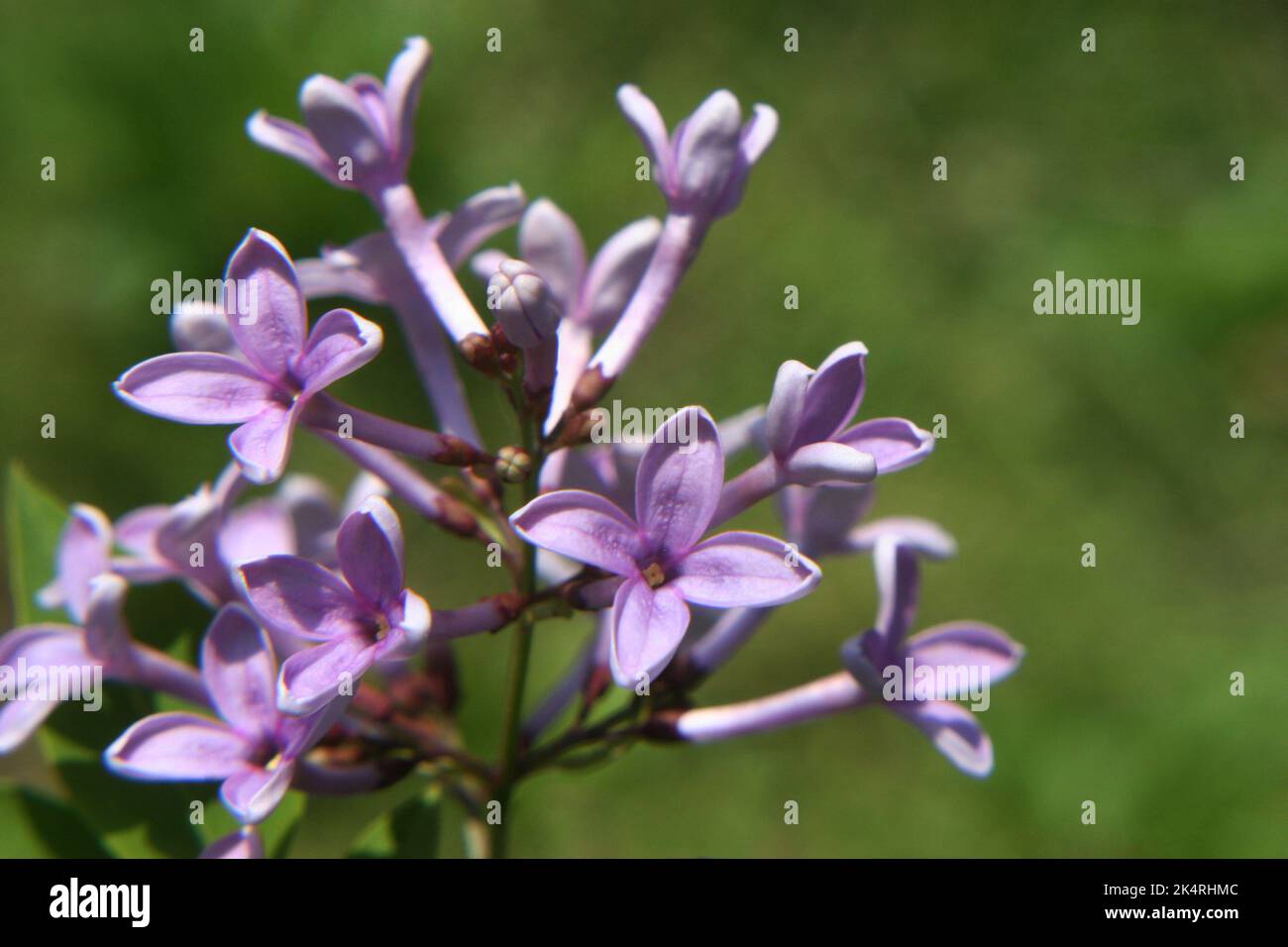 Persian lilac (Syringa persica) lilac flowers close up Stock Photo - Alamy