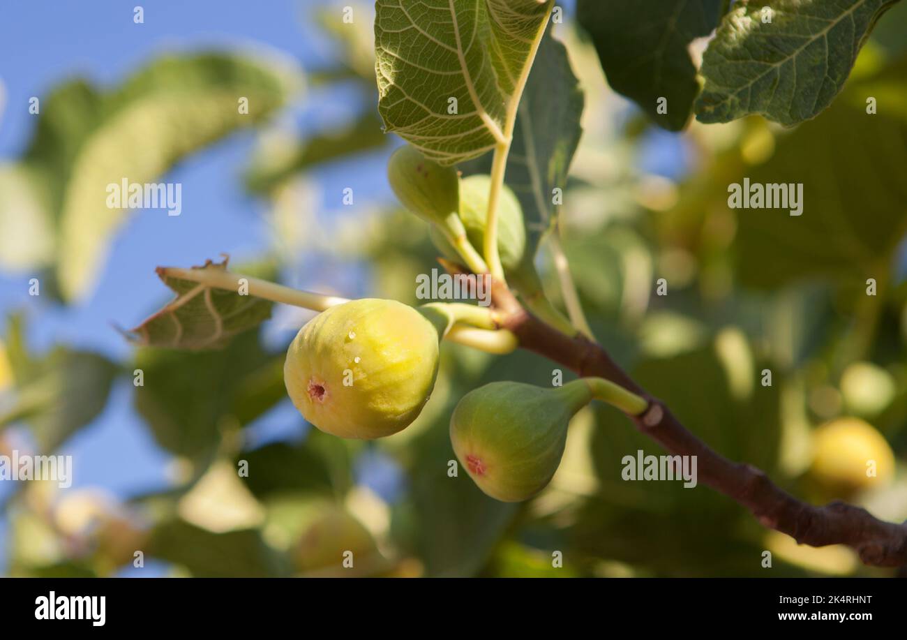 Deliclious young green fig fruits with nectar drops. Closeup Stock ...