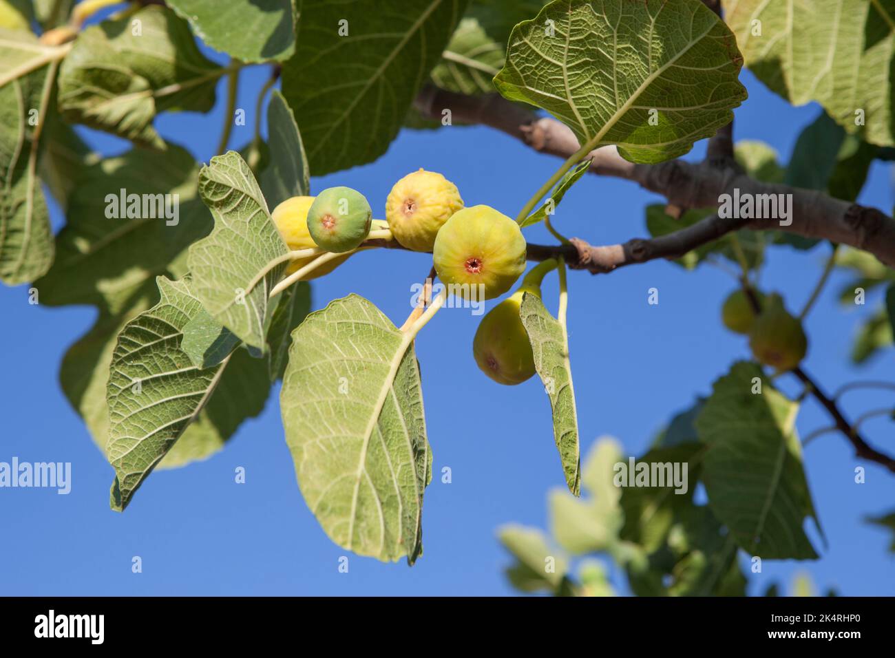 Young fig fruits hi-res stock photography and images - Alamy