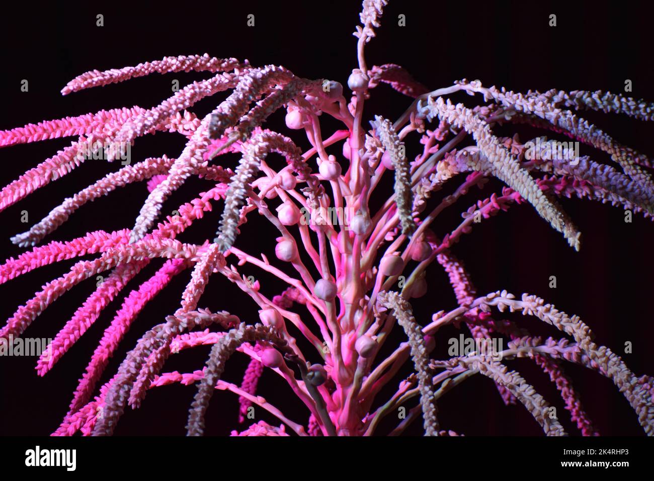 Young coconut tree hi-res stock photography and images - Alamy