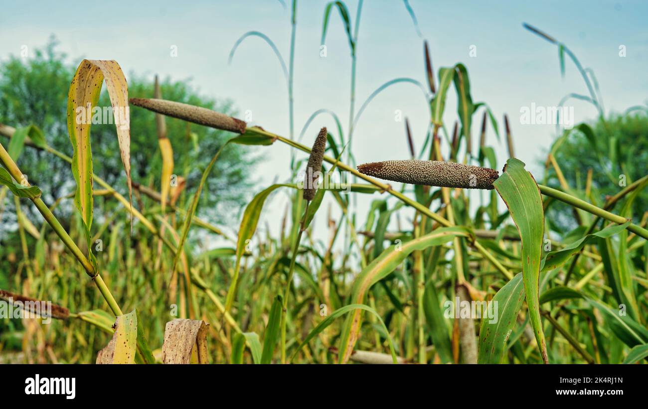 Close up of millet plants and buds. ever green millet farm in Rajasthan ...