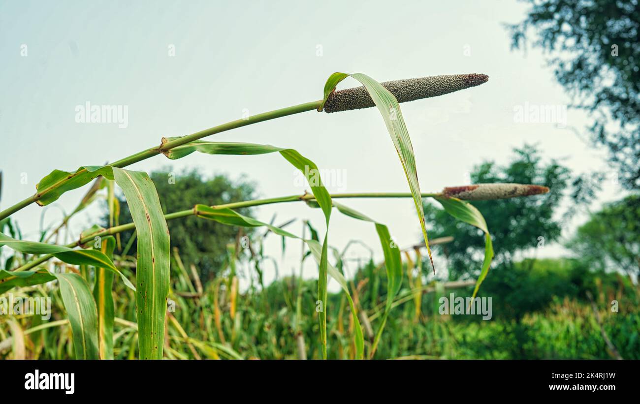 Pearl Millet Field in countryside India. The Crop is Know as Bajra or ...