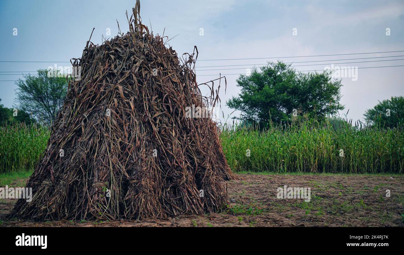 Hay pile isolated on an agriculture farm and farming symbol of harvest ...
