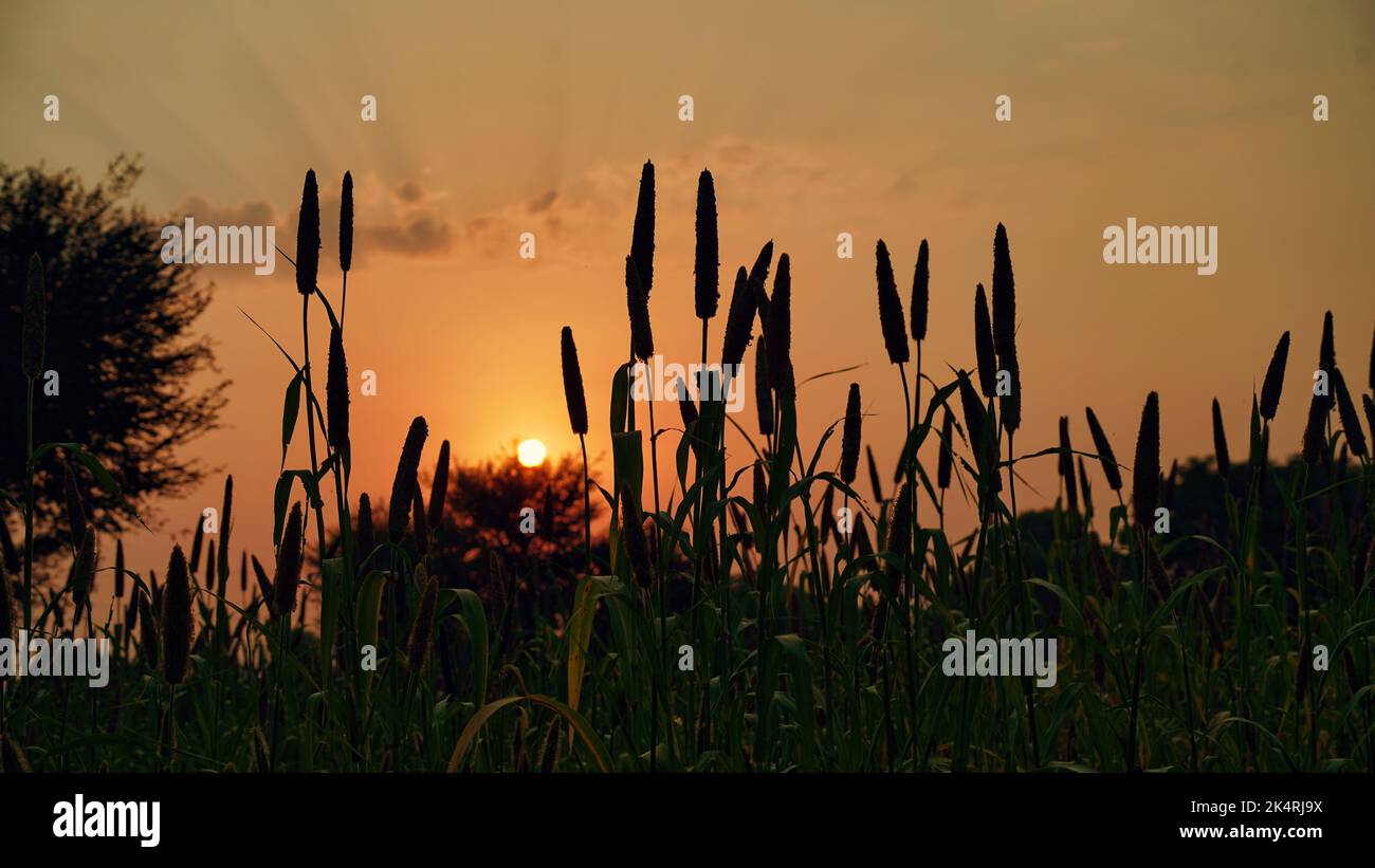 Sun shining over wheat field agriculture hi-res stock photography and ...