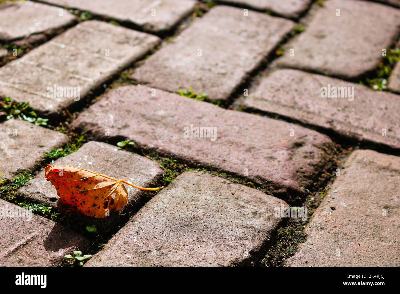 A closeup shot of an autumn leaf on the brick pavement in downtown ...