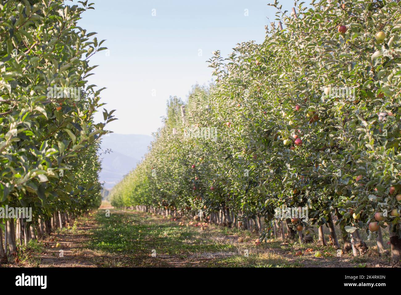 Apple orchard with ripe fruits. Sunlight on the trees, Large apples are ...
