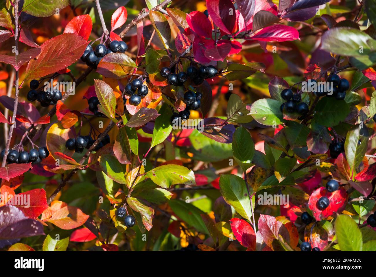 Aronia bush branches in autumn, background photo with black berries or ...