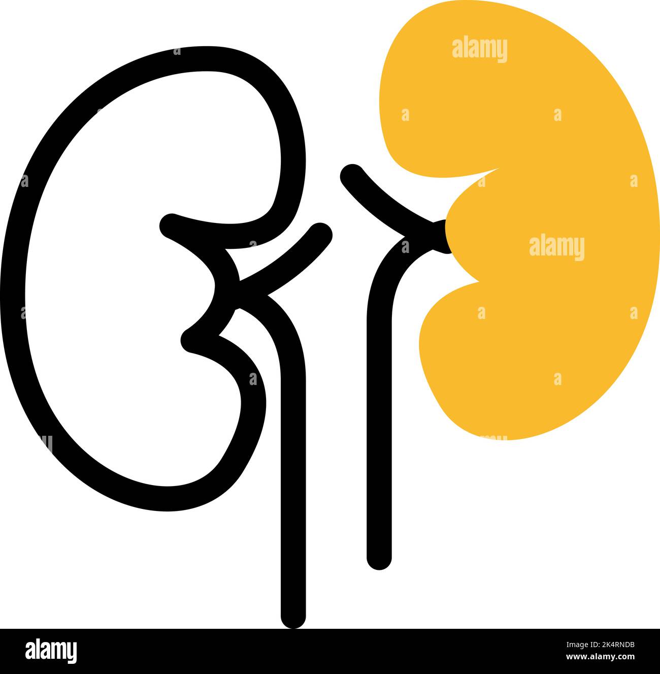 Healthy kidneys, illustration, vector on a white background Stock ...