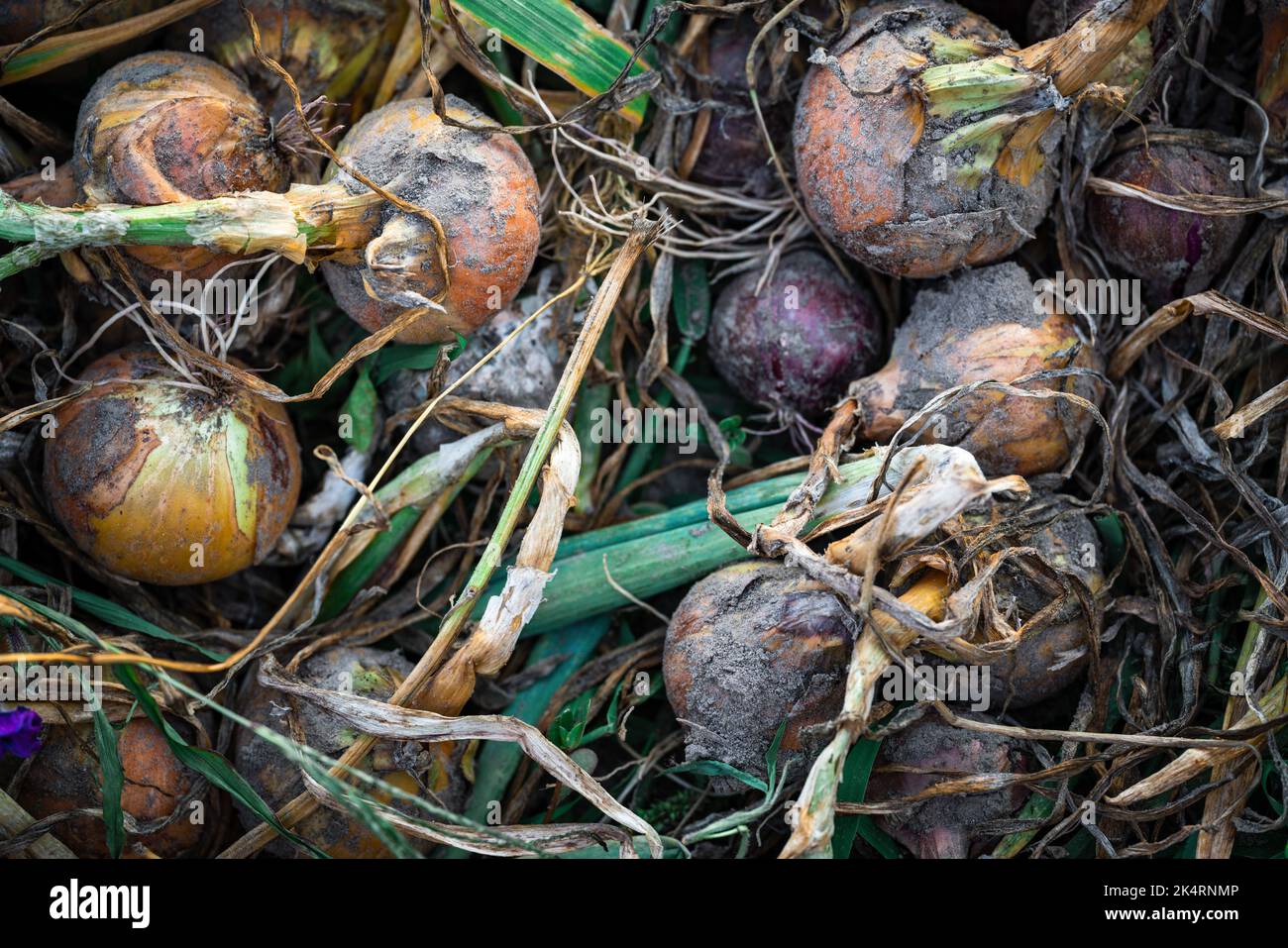 Onion plants in autumn time, close up Stock Photo - Alamy