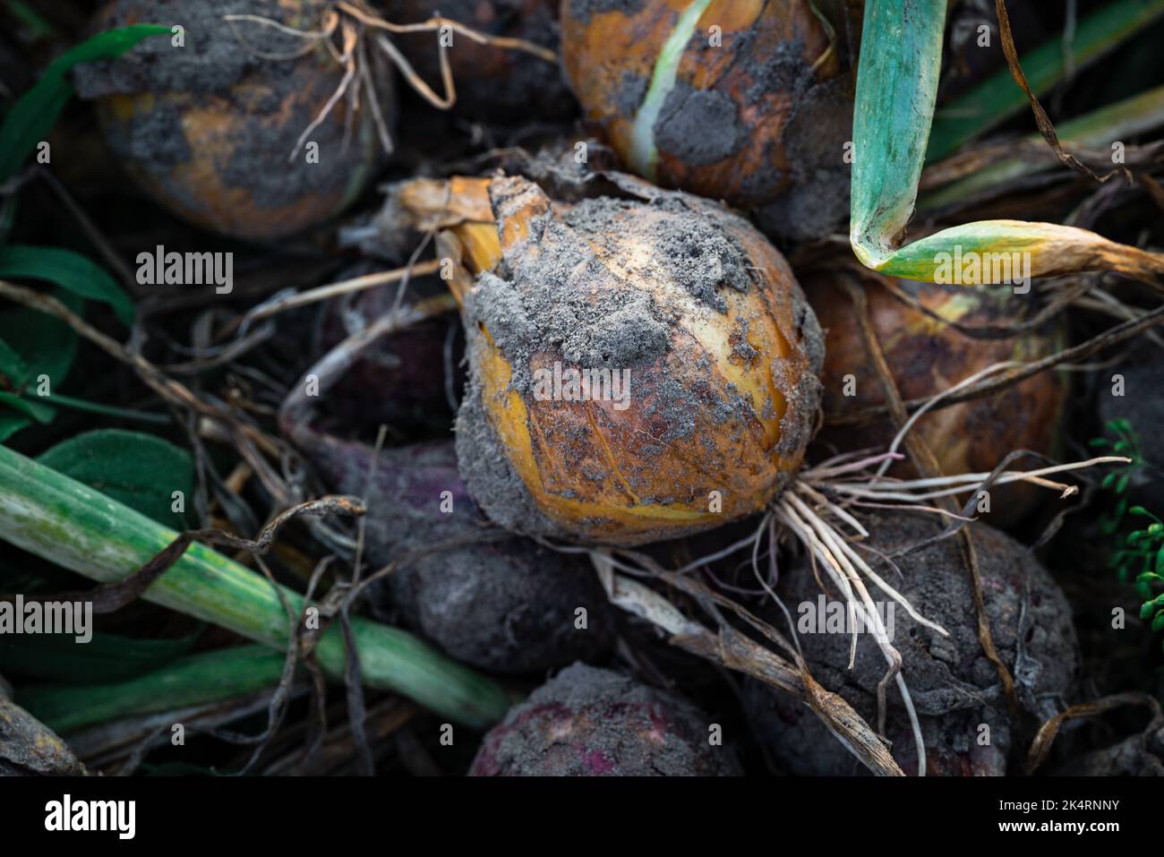 Onion plants in autumn time, close up Stock Photo - Alamy