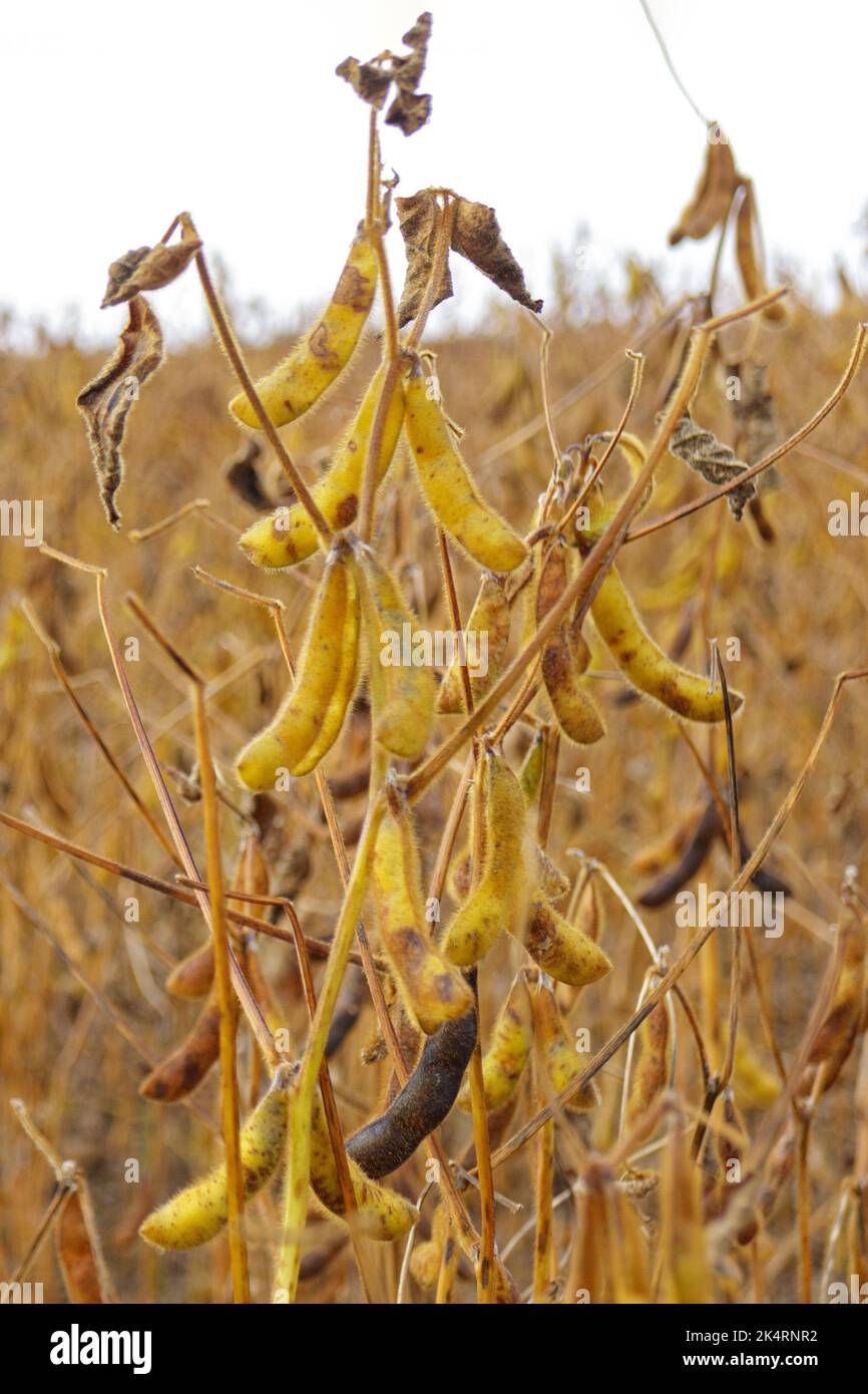 Ripe soybean pods, close up. Agricultural soy plantation on field Stock ...