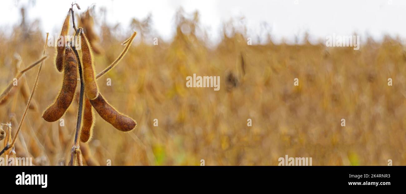 Ripe soybean pods, close up. Agricultural soy plantation on field Stock ...
