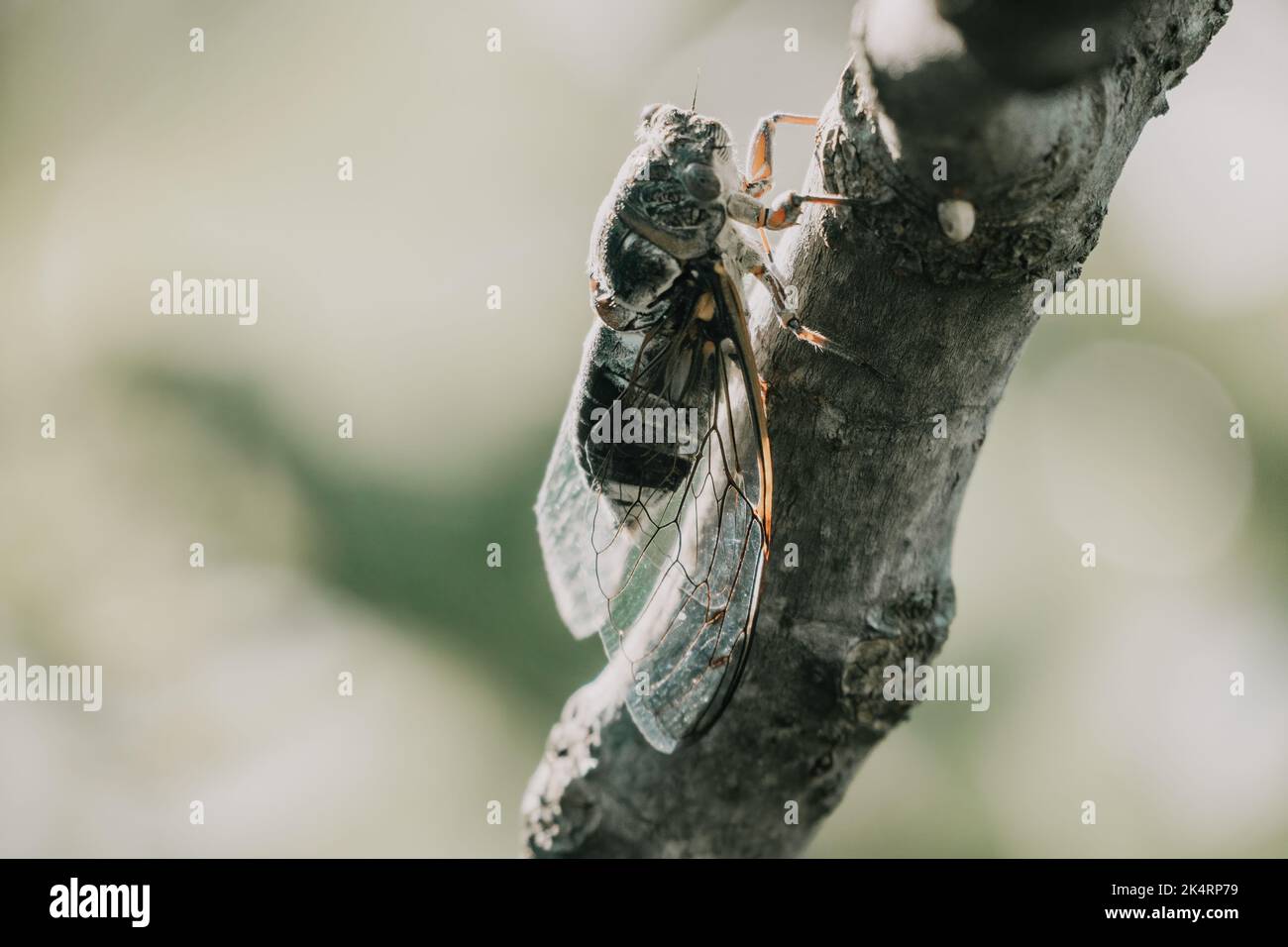 A cicada sits on a fig tree on summer, closeup shot. Singing loudly to ...