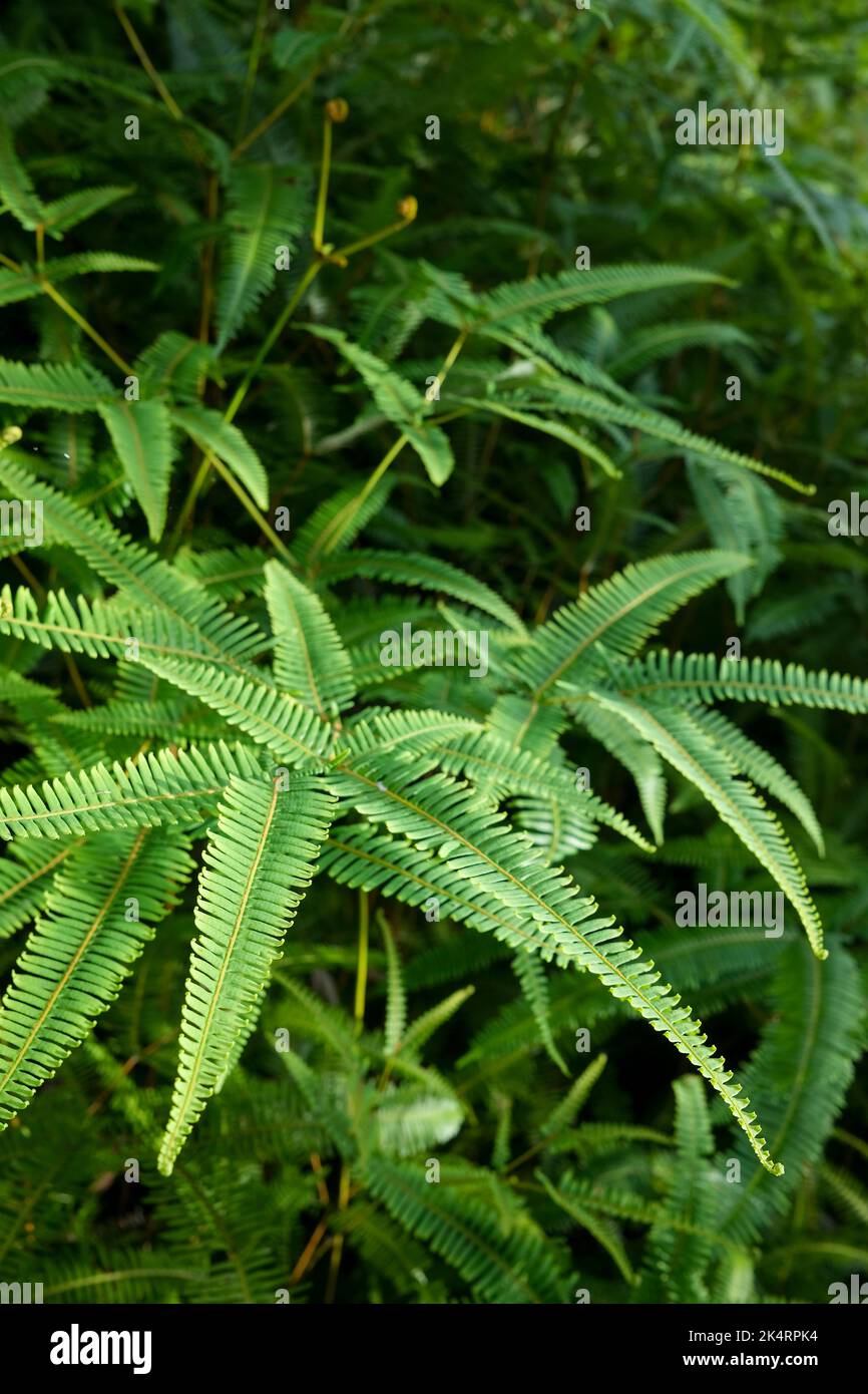 Ferns in tropical forest Stock Photo - Alamy
