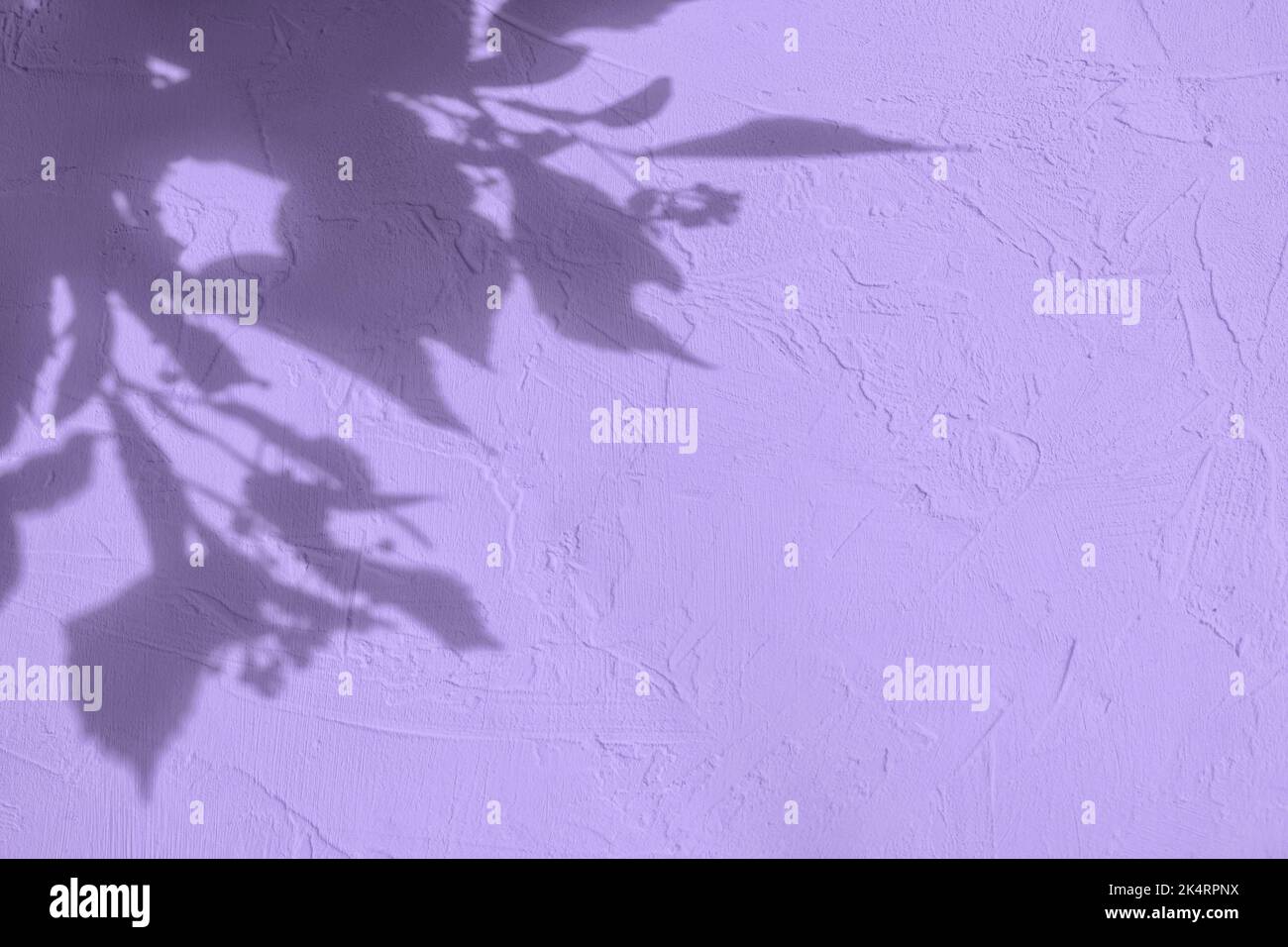 Shadow of leaves on purple concrete wall texture background Stock Photo ...