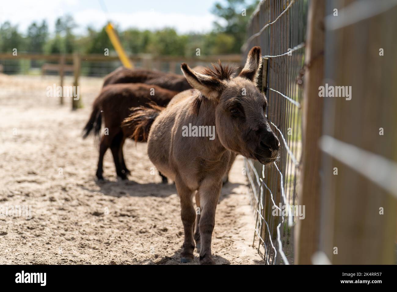 Donkeys outside hi-res stock photography and images - Alamy